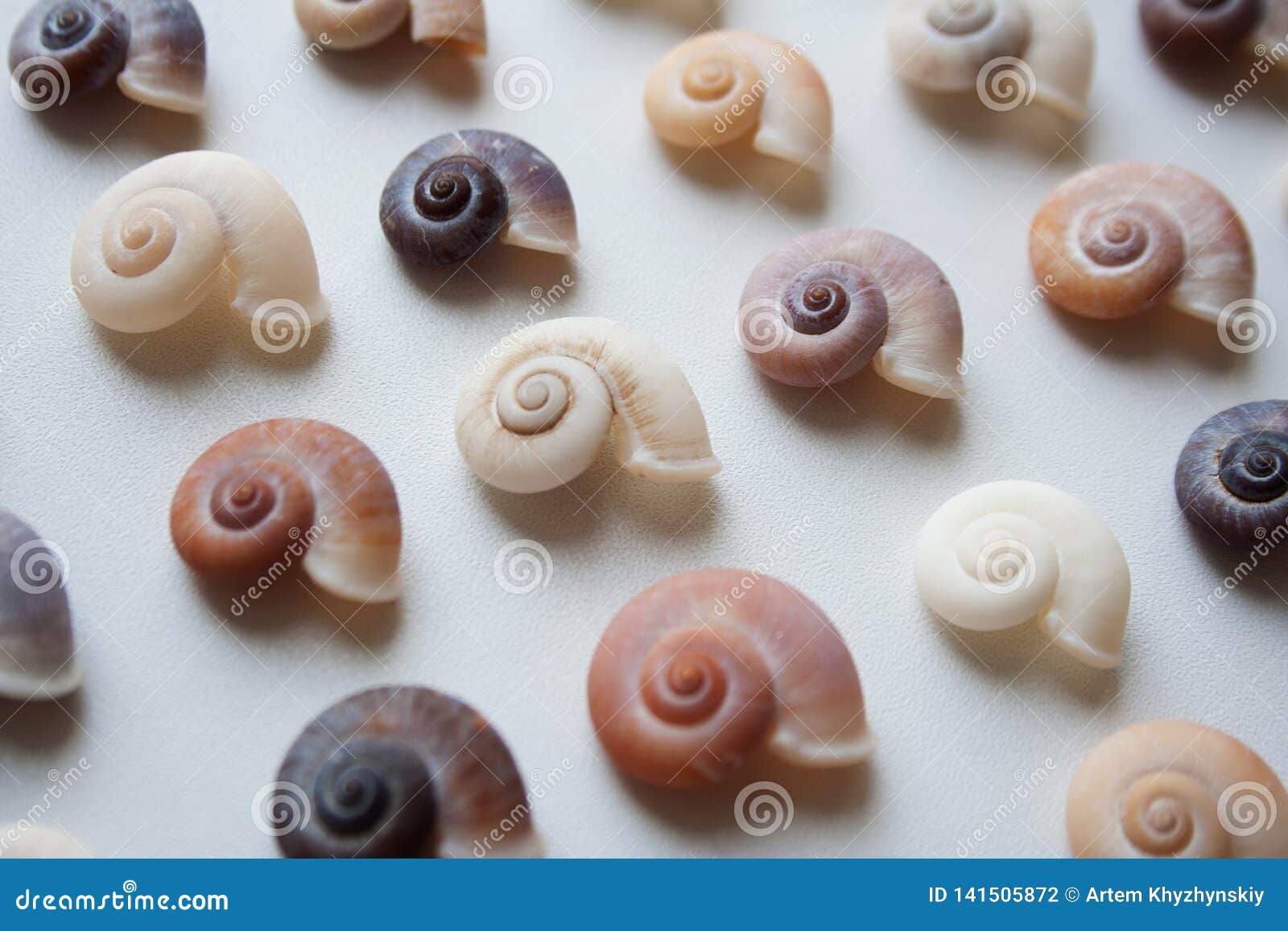 Spiral Seashells Pattern Close Up Stock Photo - Image of orange ...