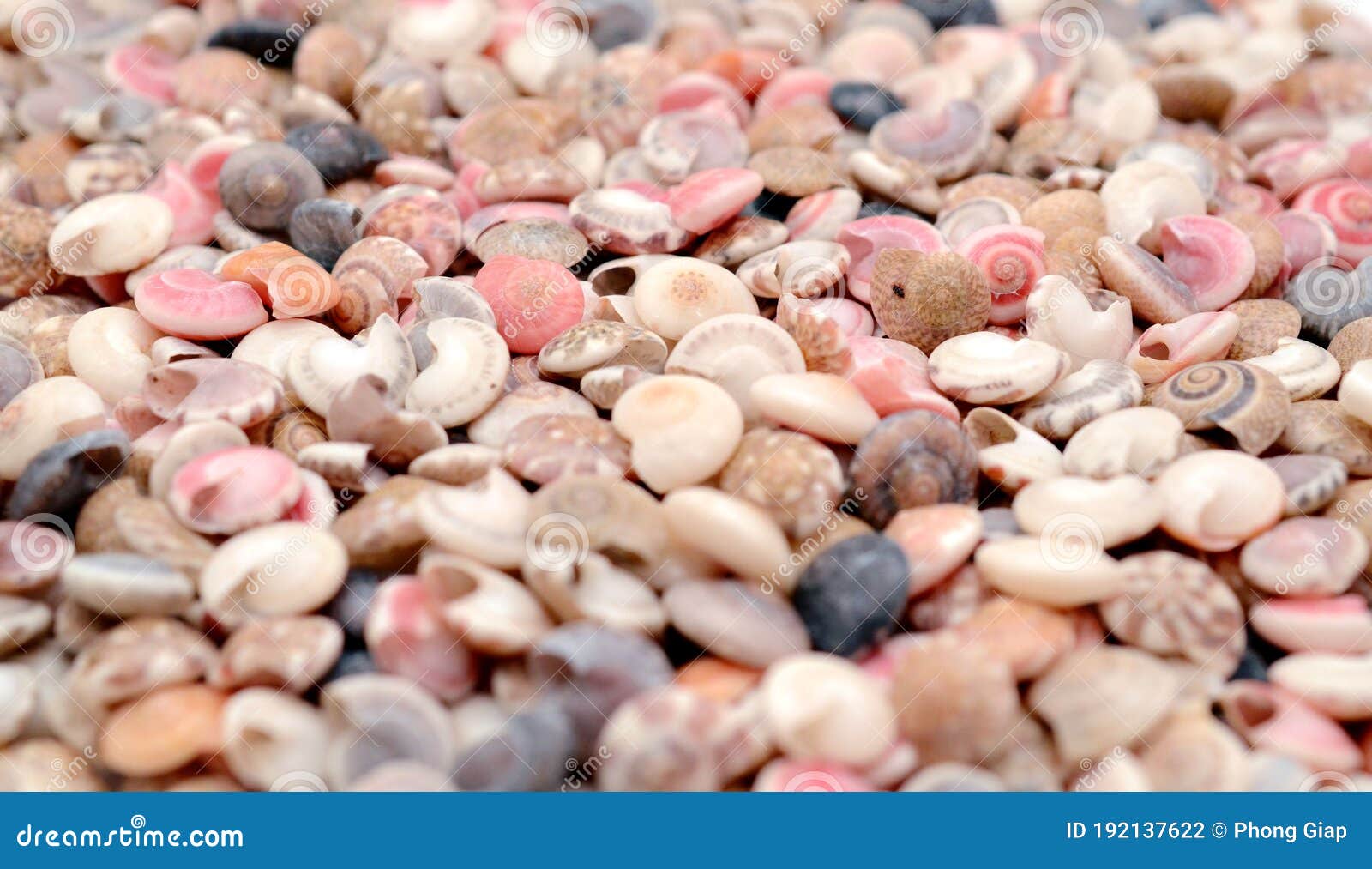 Spiral Seashells Pattern on White Background from Above. Stock Photo ...
