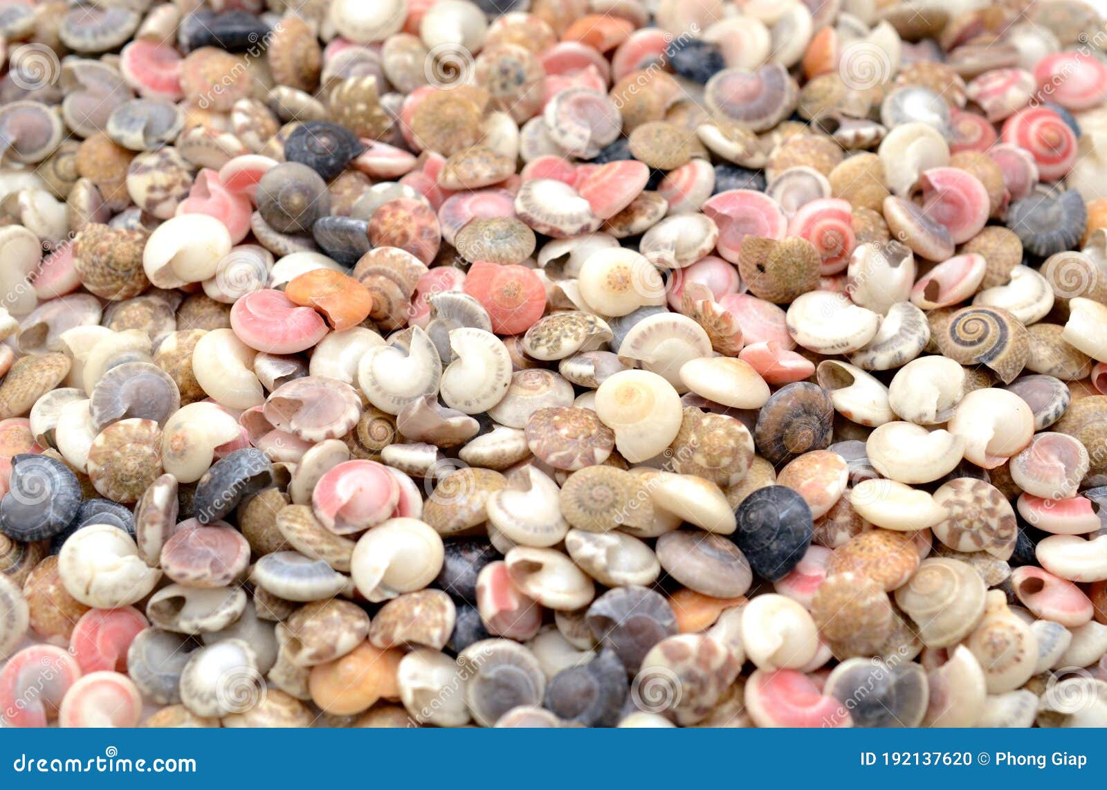 Spiral Seashells Pattern on White Background from Above. Stock Photo ...