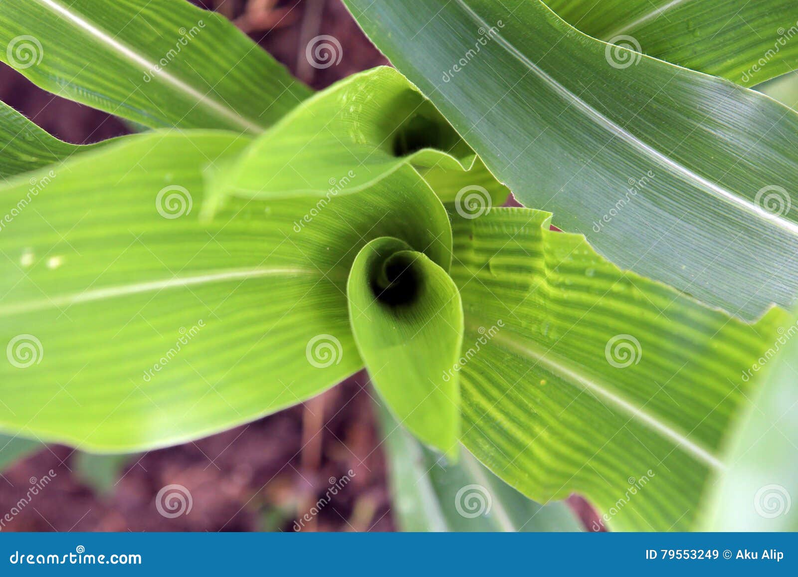 A Spiral Shape of a Young Corn Plant Leaf Stock Image - Image of ...