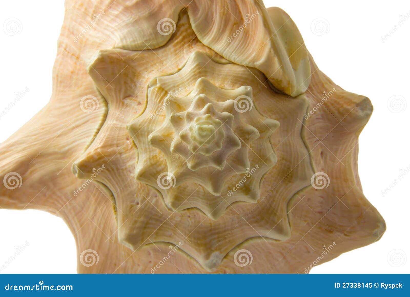 Spiral shaped shell stock image. Image of dacopy, coastline - 27338145