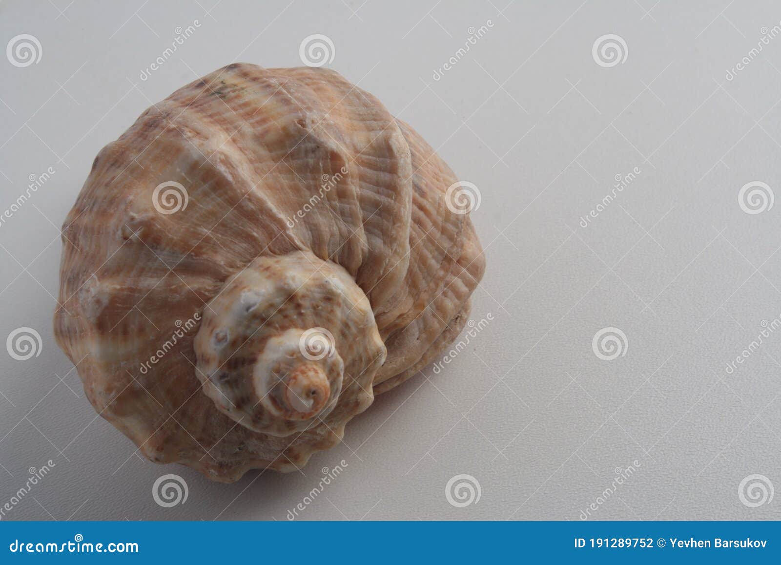 Spiral-shaped Shell Located on Light Background Stock Photo - Image of ...