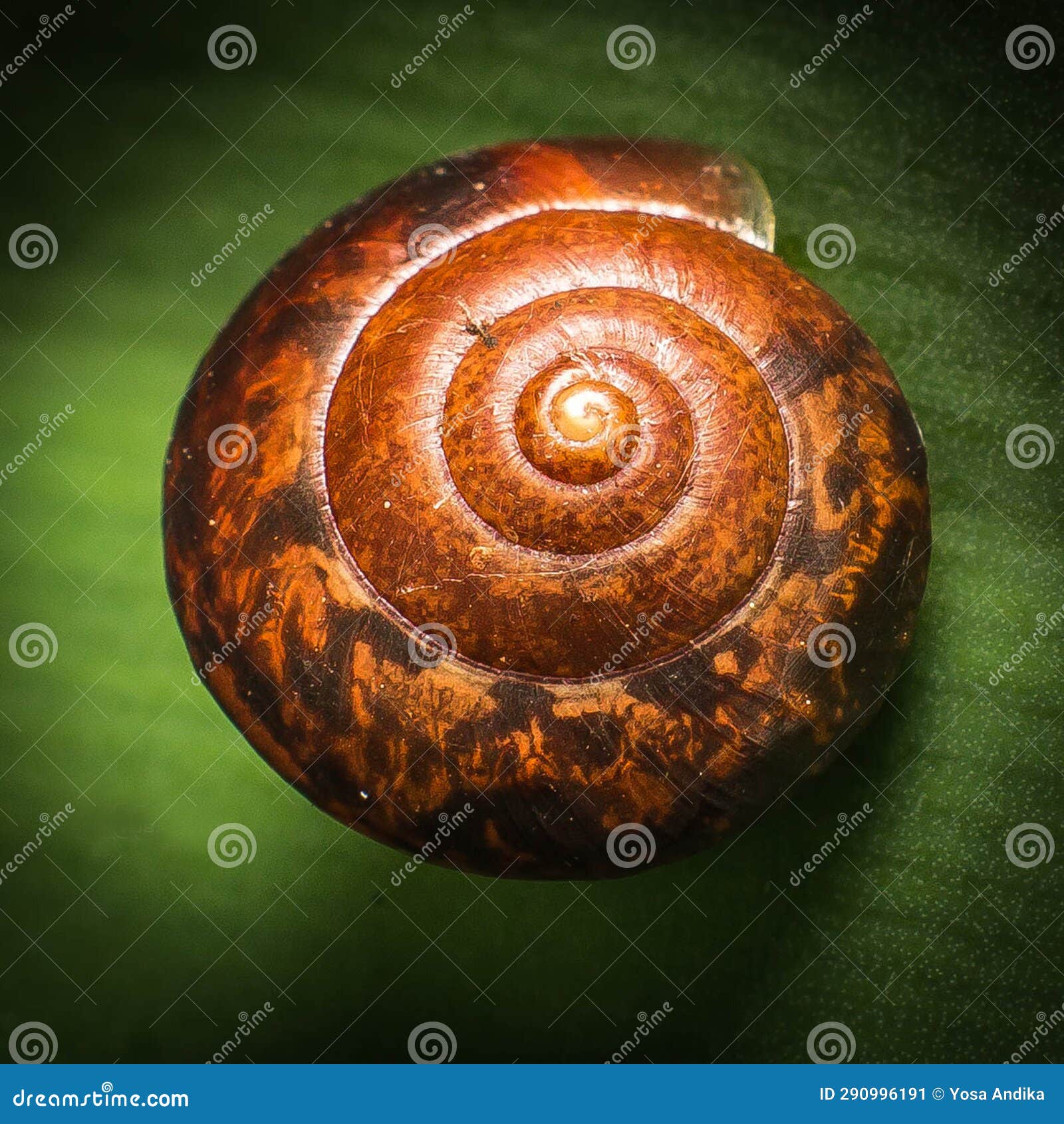 Snail House stock image. Image of shell, snailhouse - 290996191