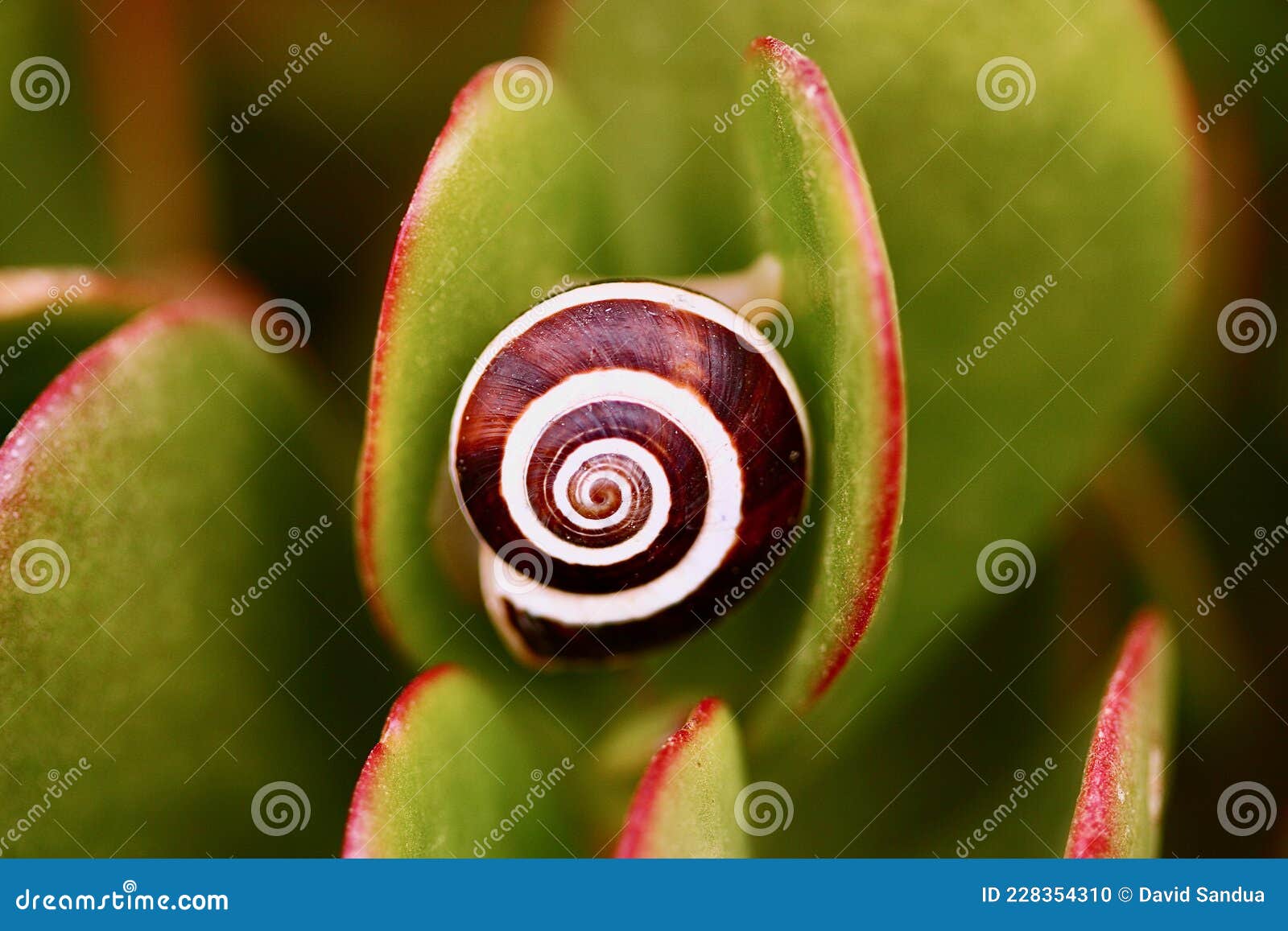 Spiral Shaped Snail Shell on a Plant Stock Photo - Image of isolated ...