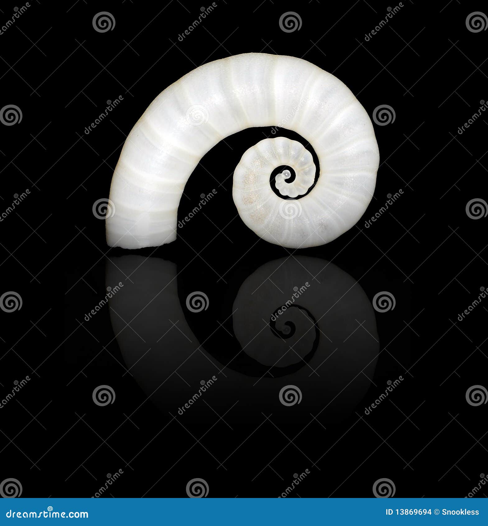 Spiral Shell Front View Isolated On White Royalty-Free Stock ...