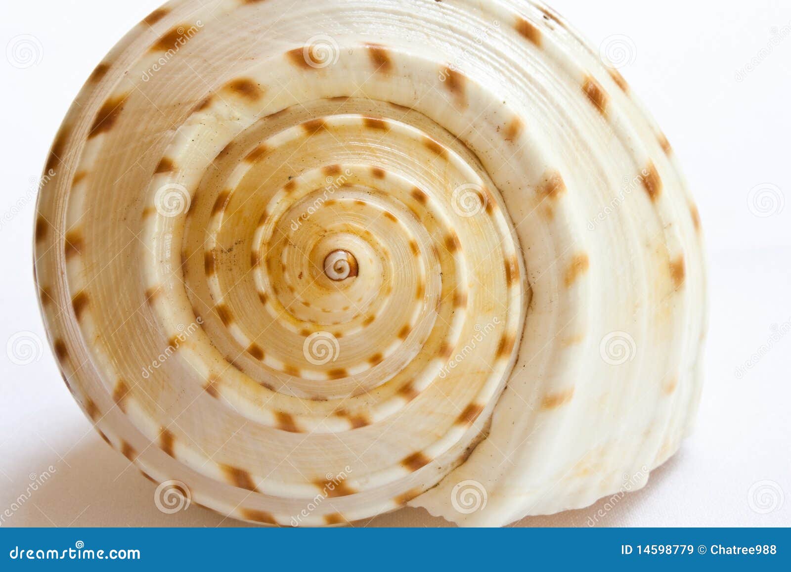Spiral shell stock image. Image of husk, crust, eggshell - 14598779