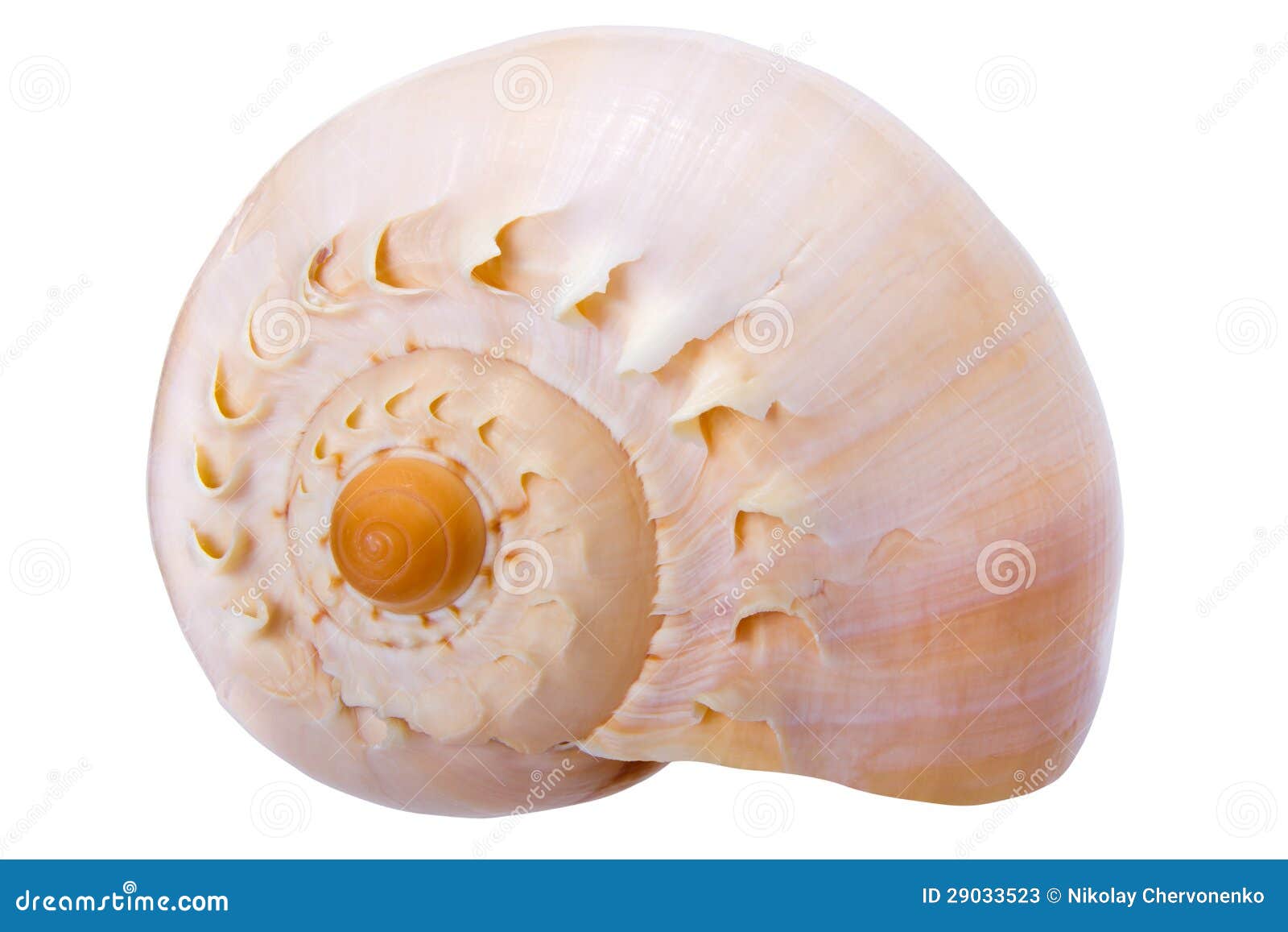 Spiral shell stock image. Image of shape, marine, collection - 29033523