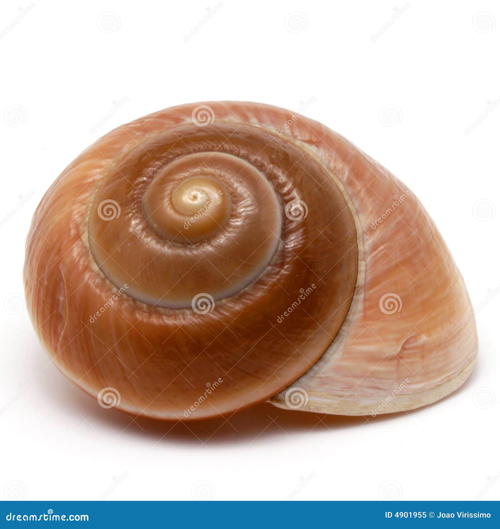 Spiral shell stock image. Image of life, shell, nautilus - 4901955
