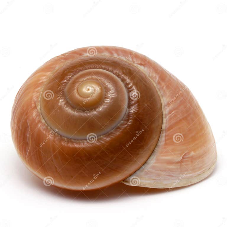 Spiral shell stock image. Image of life, shell, nautilus - 4901955