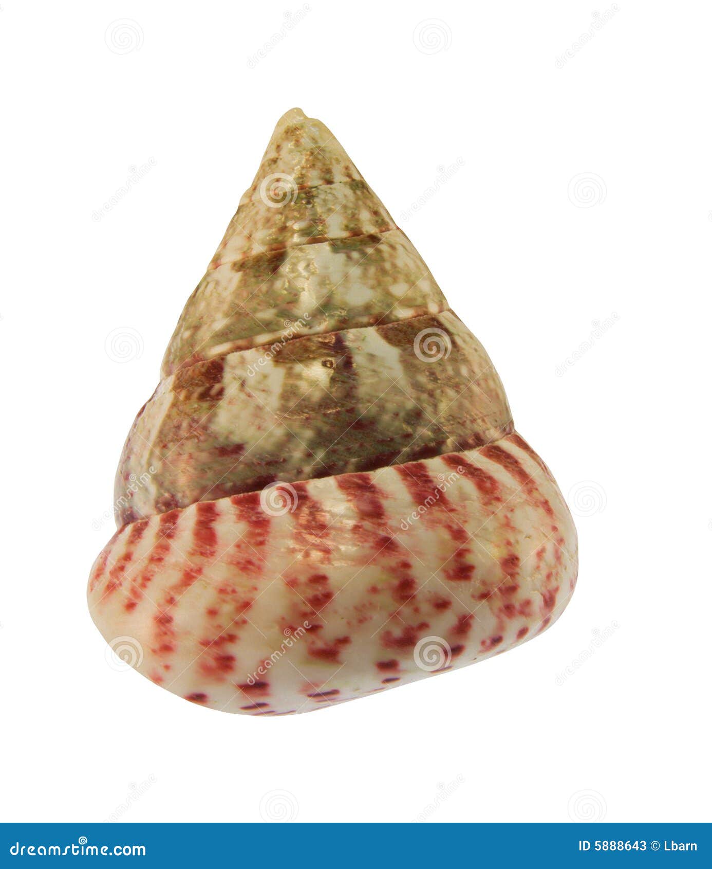 Spiral Shell Front View Isolated On White Royalty-Free Stock ...