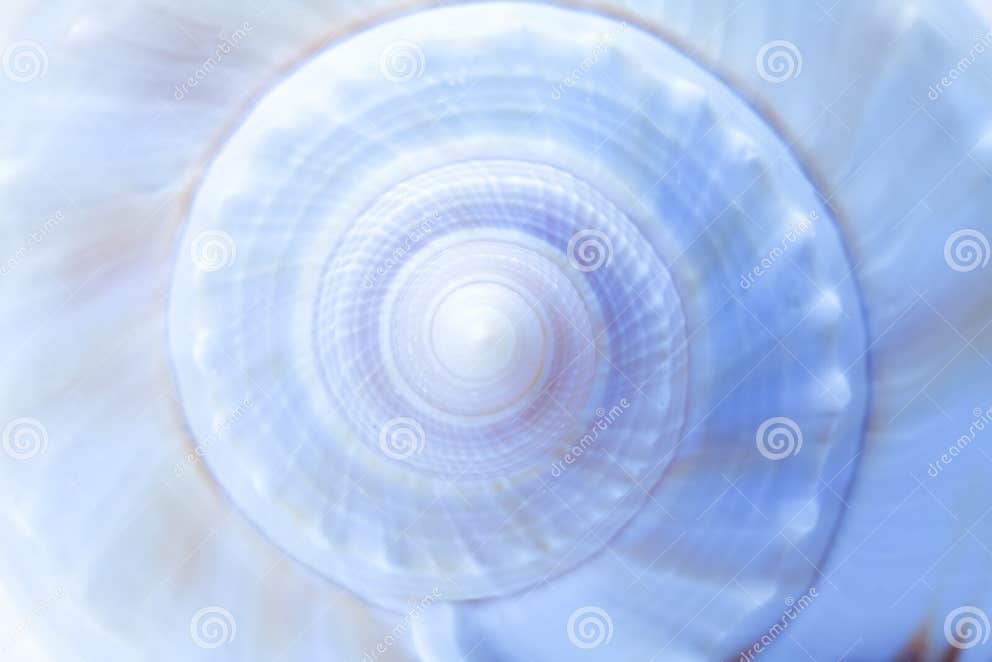 Spiral shell abstract stock photo. Image of beauty, background - 7975456