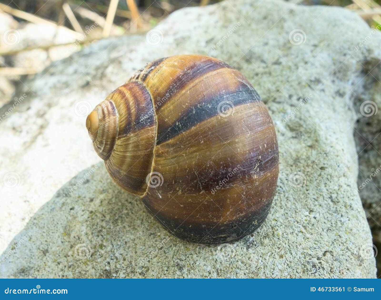 Spiral shell stock image. Image of mollusk, beach, macro - 46733561