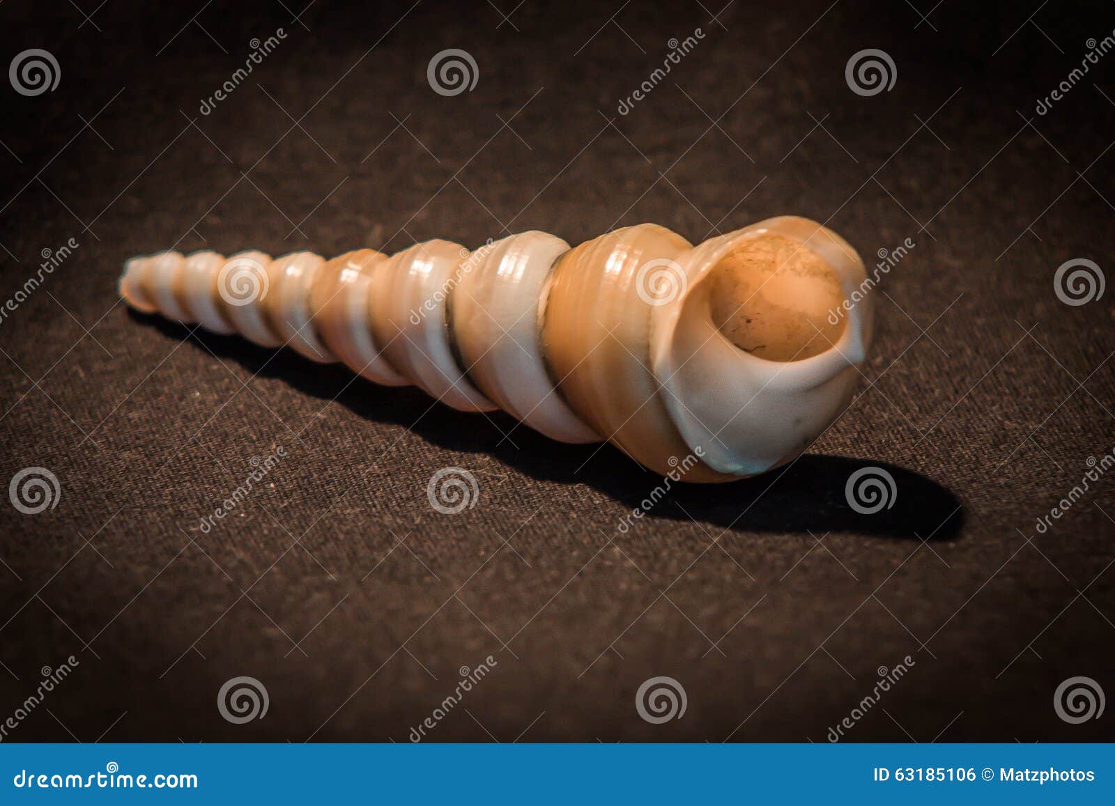 Spiral shell stock photo. Image of detail, ancient, cold - 63185106