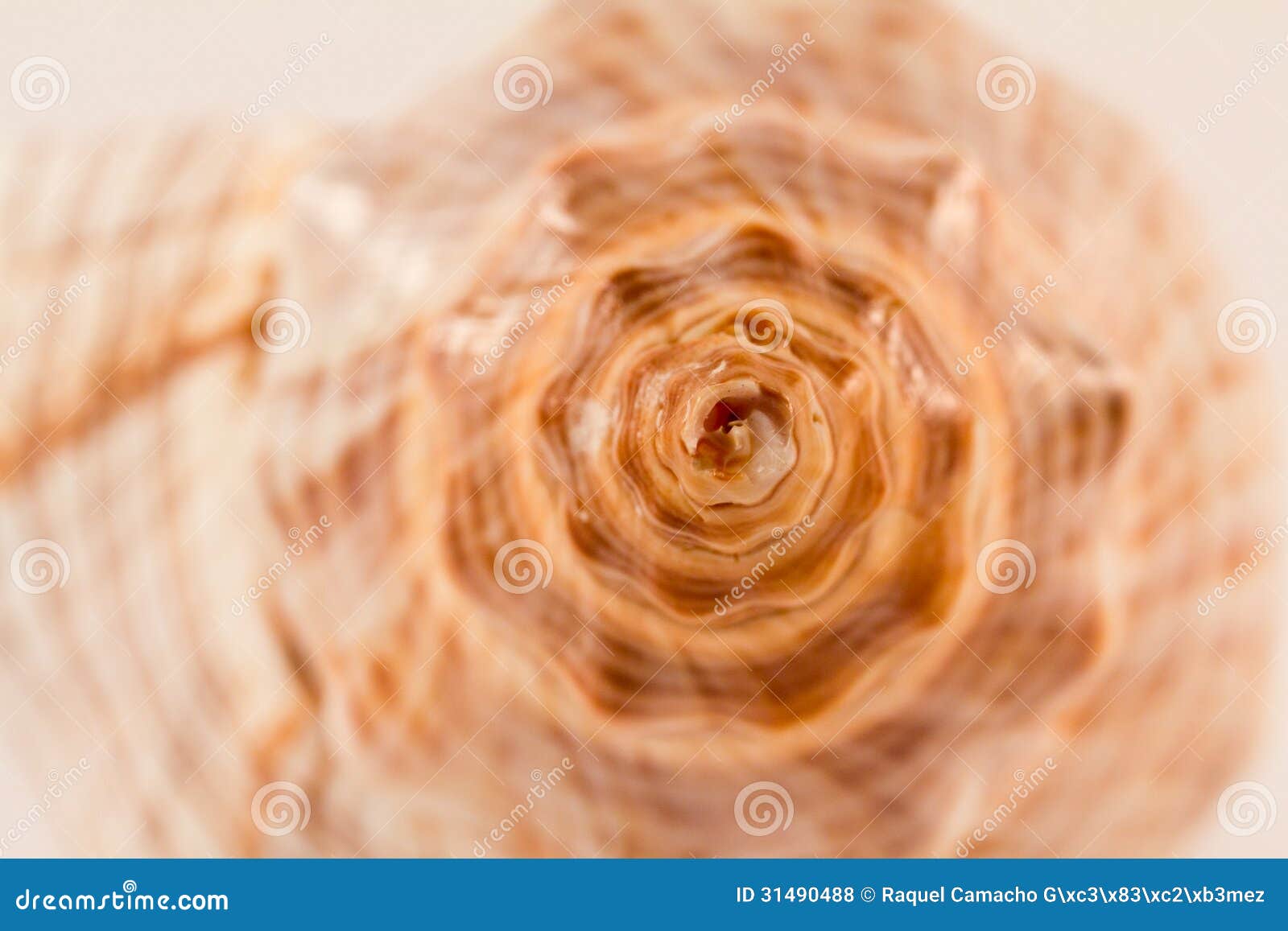 Spiral shell stock photo. Image of spiral, animal, conch - 31490488