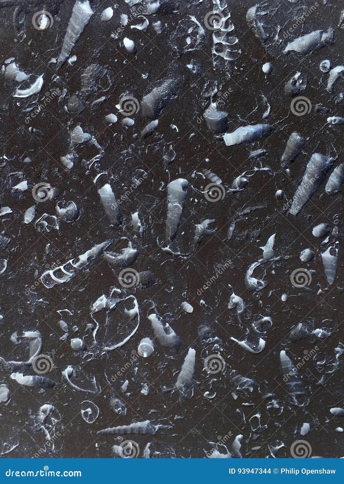 Spiral Shell Fossils in Dark Rock Stock Photo - Image of evolution ...