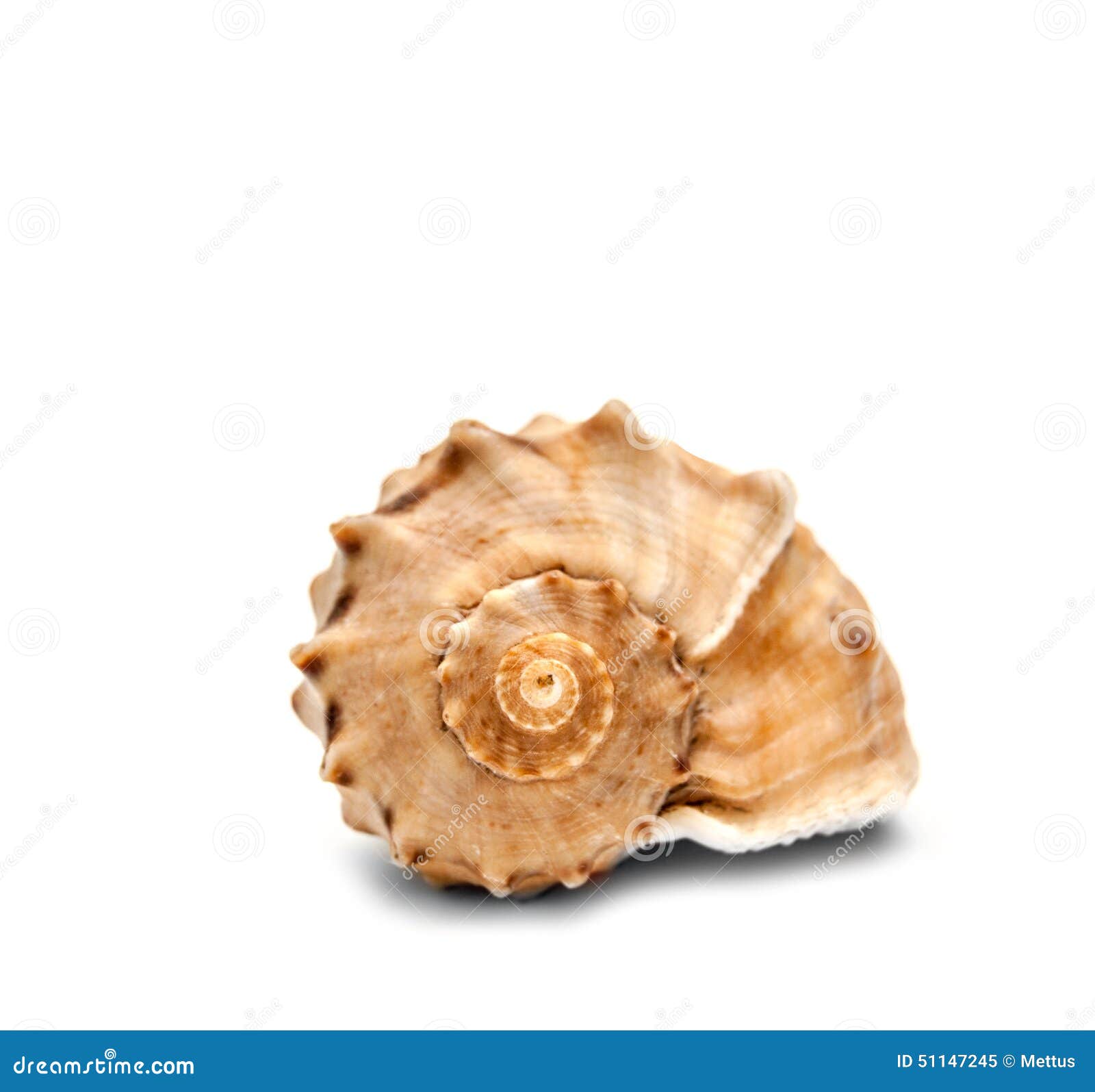 Spiral Shell Front View Isolated on White Stock Image - Image of ...