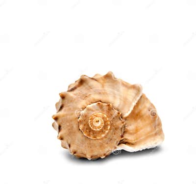 Spiral Shell Front View Isolated on White Stock Image - Image of ...