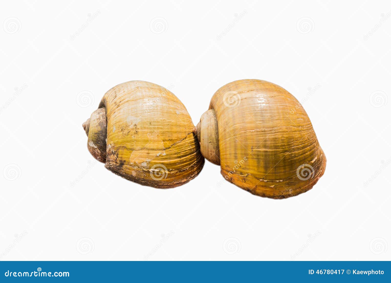 Spiral Shell stock image. Image of spiral, mollusk, pattern - 46780417