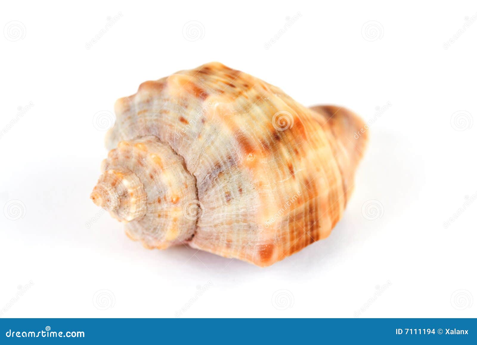 Spiral Shell Isolated on White Background Stock Photo - Image of ...