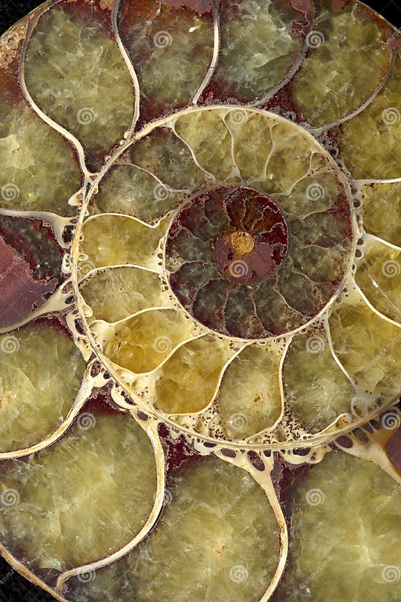 Spiral shell Macro stock photo. Image of nature, spiral - 20045958