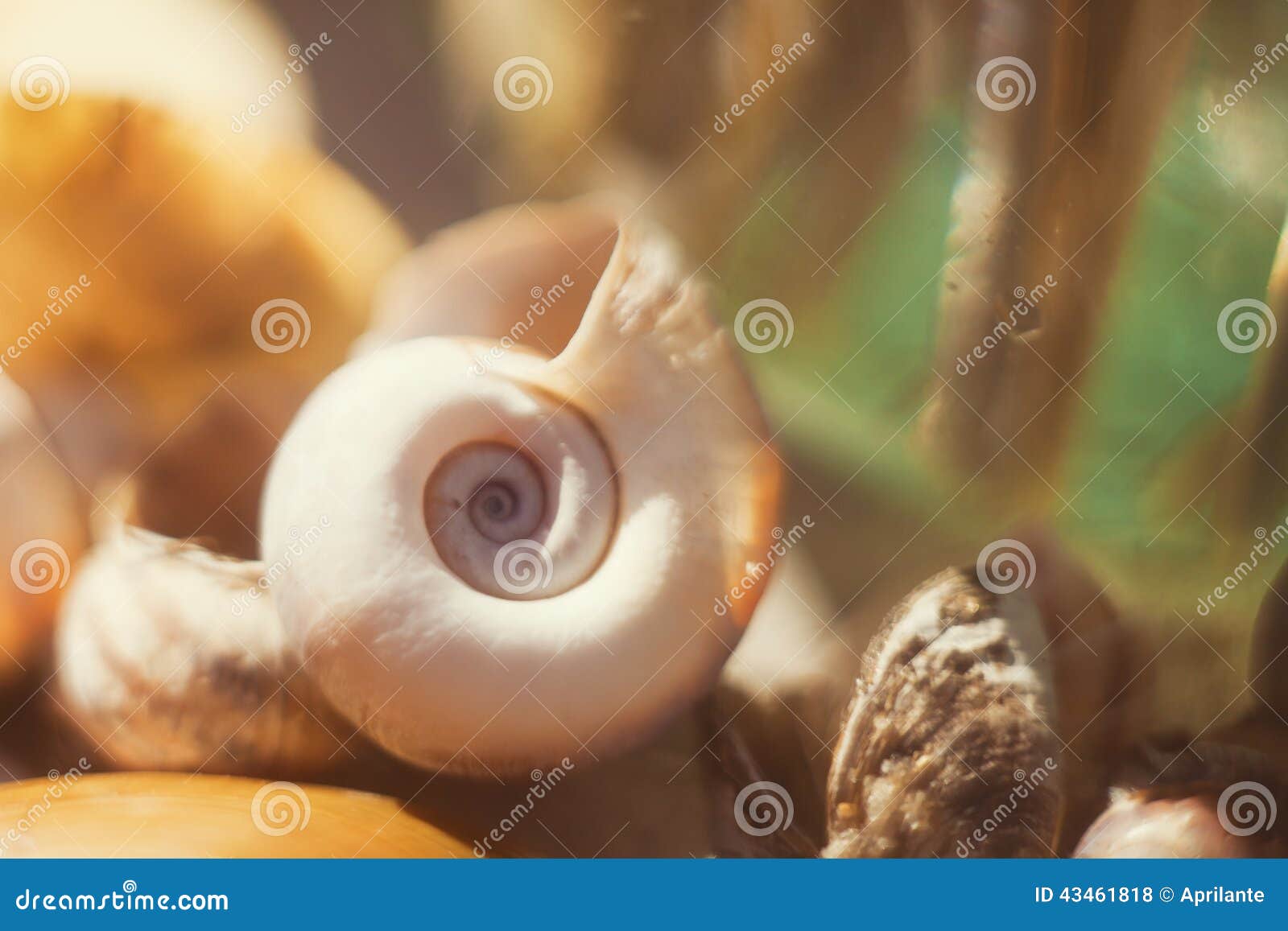 Spiral shell stock photo. Image of spiral, pattern, nature - 43461818