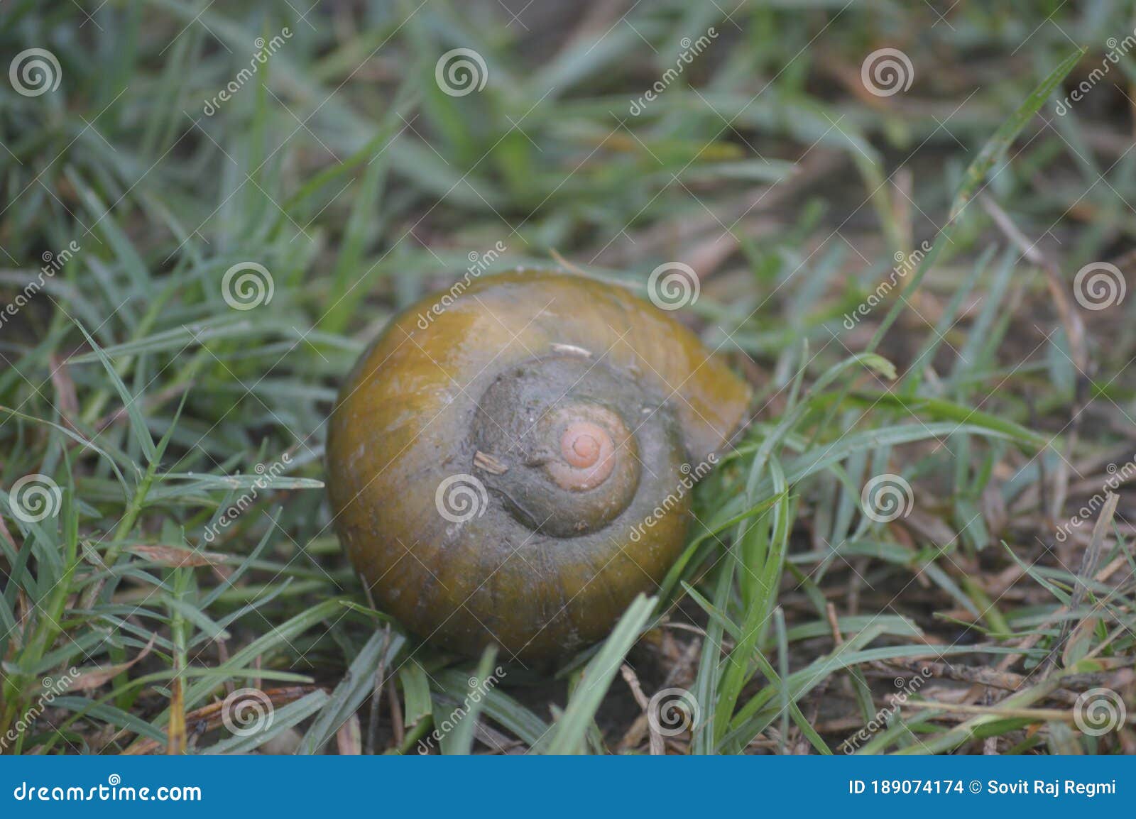 A Spiral Shell of Mollusk in a Field Stock Photo - Image of grasses ...