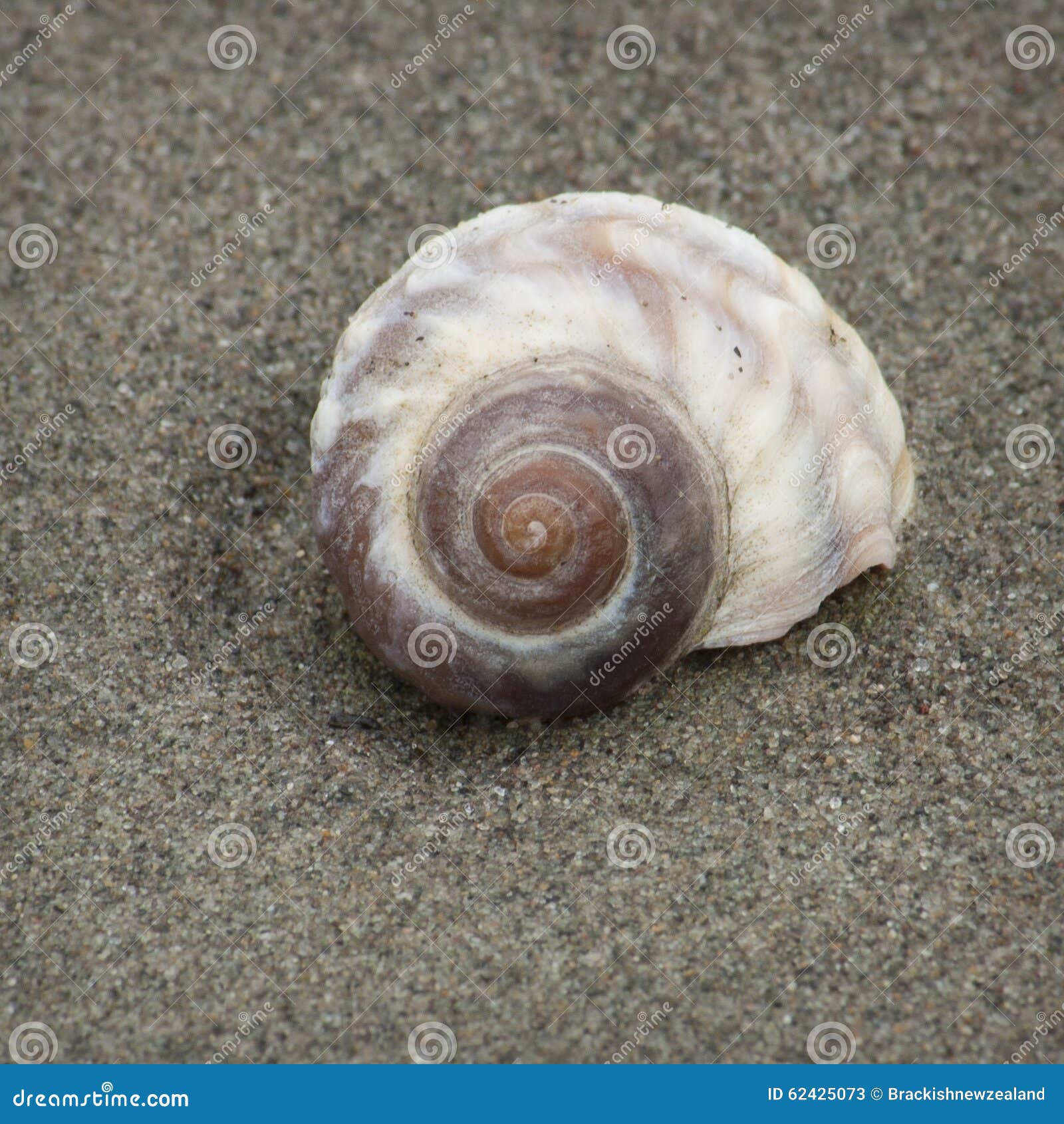 Spiral shell stock image. Image of coast, small, life - 62425073