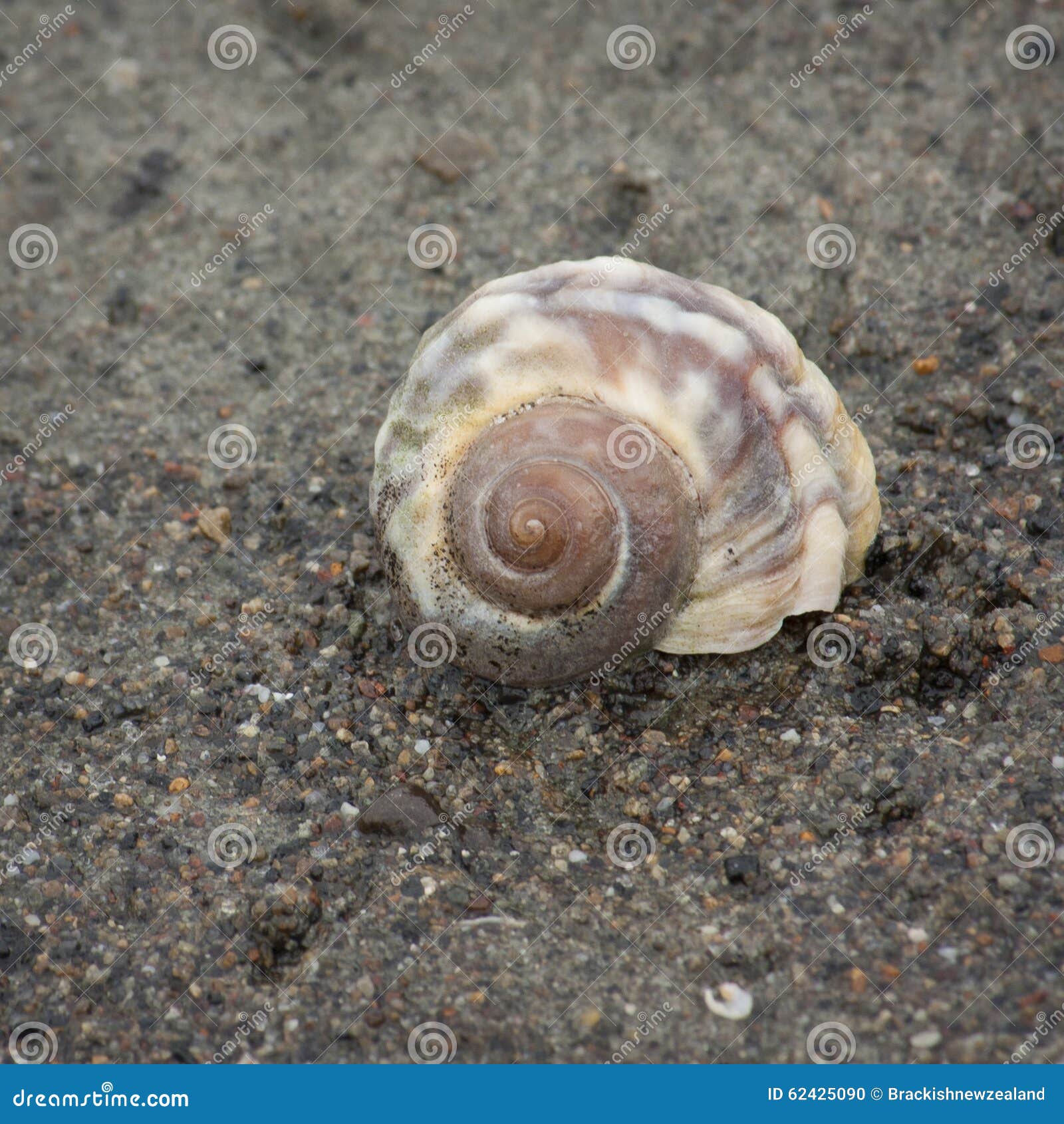 Spiral shell stock photo. Image of life, mollusc, shell - 62425090