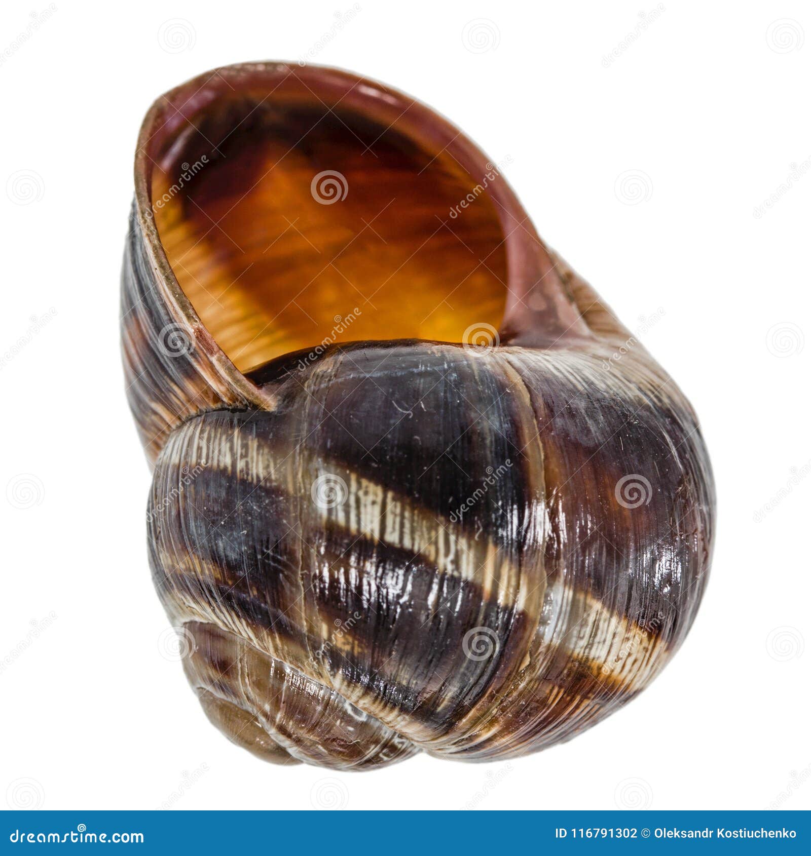 Spiral Shell of Snail, Isolated on White Background Stock Photo - Image ...