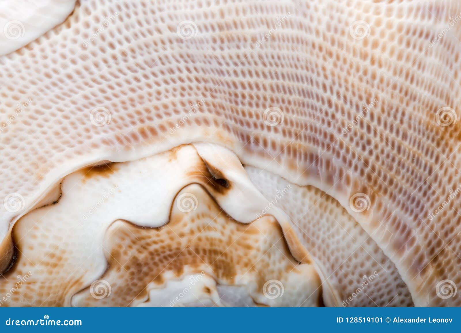 Spiral shell stock image. Image of echinoderm, aquatic - 128519101