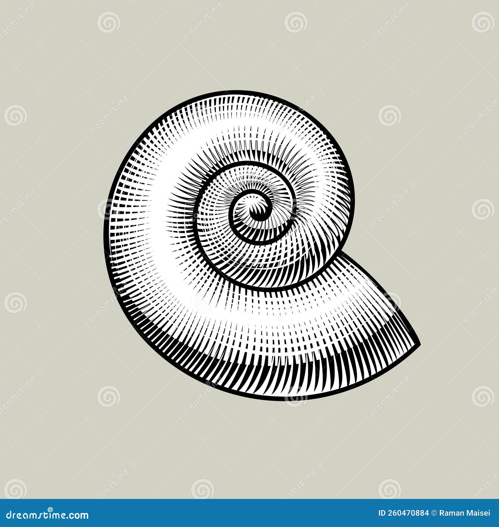 Spiral Shell Vintage Stylized Drawing Stock Vector - Illustration of ...