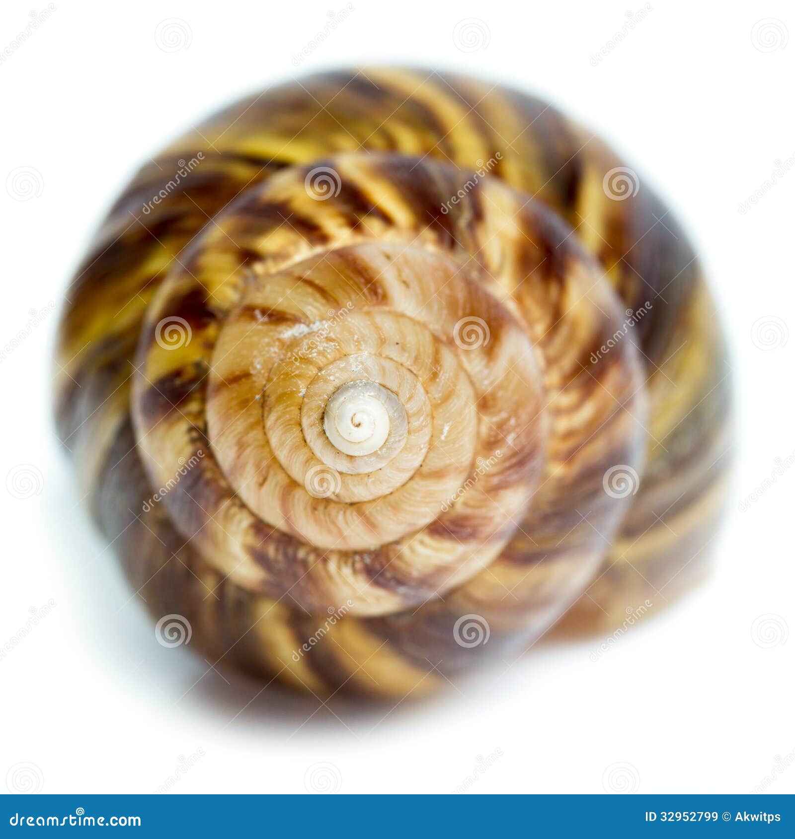 Spiral shell stock image. Image of nautilus, amazing - 32952799