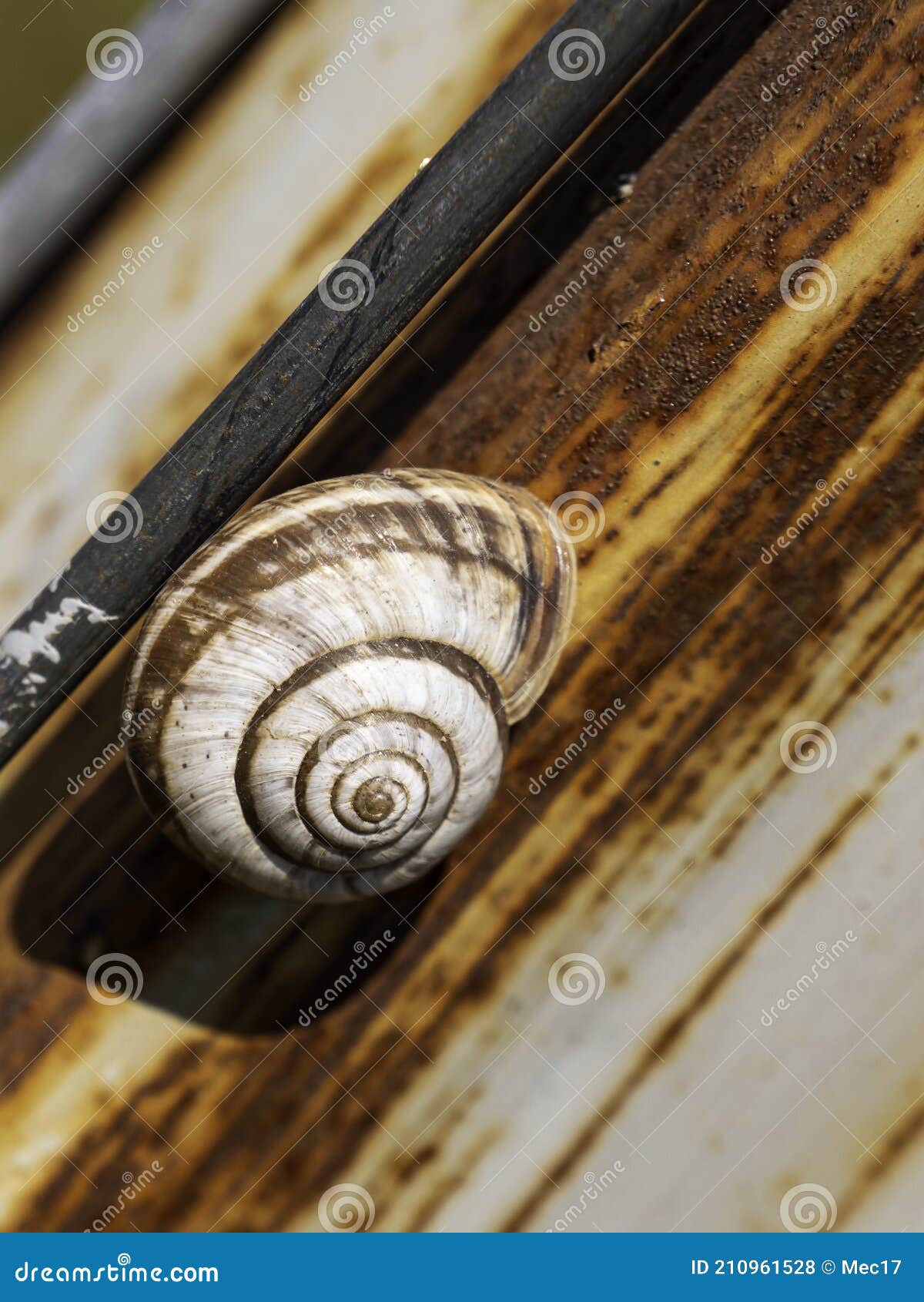 Spiral shell on the wood stock photo. Image of abstract - 210961528