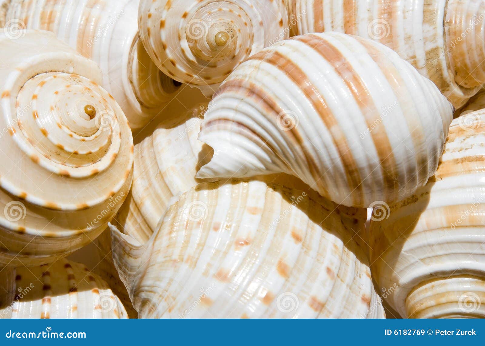 Spiral shells. stock image. Image of stripy, coiled, scallop - 6182769