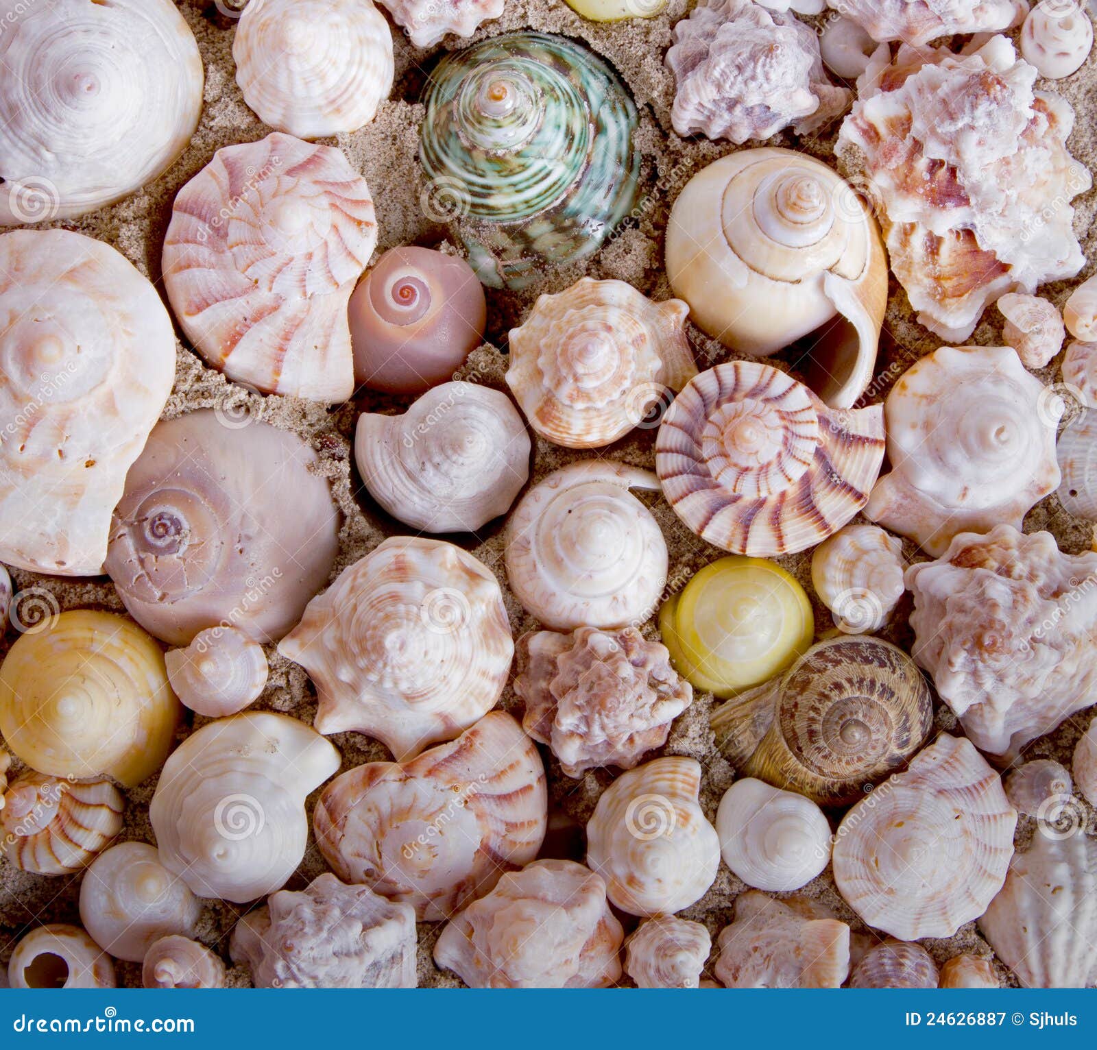 Spiral Shells for Background Stock Image - Image of marine, pattern ...