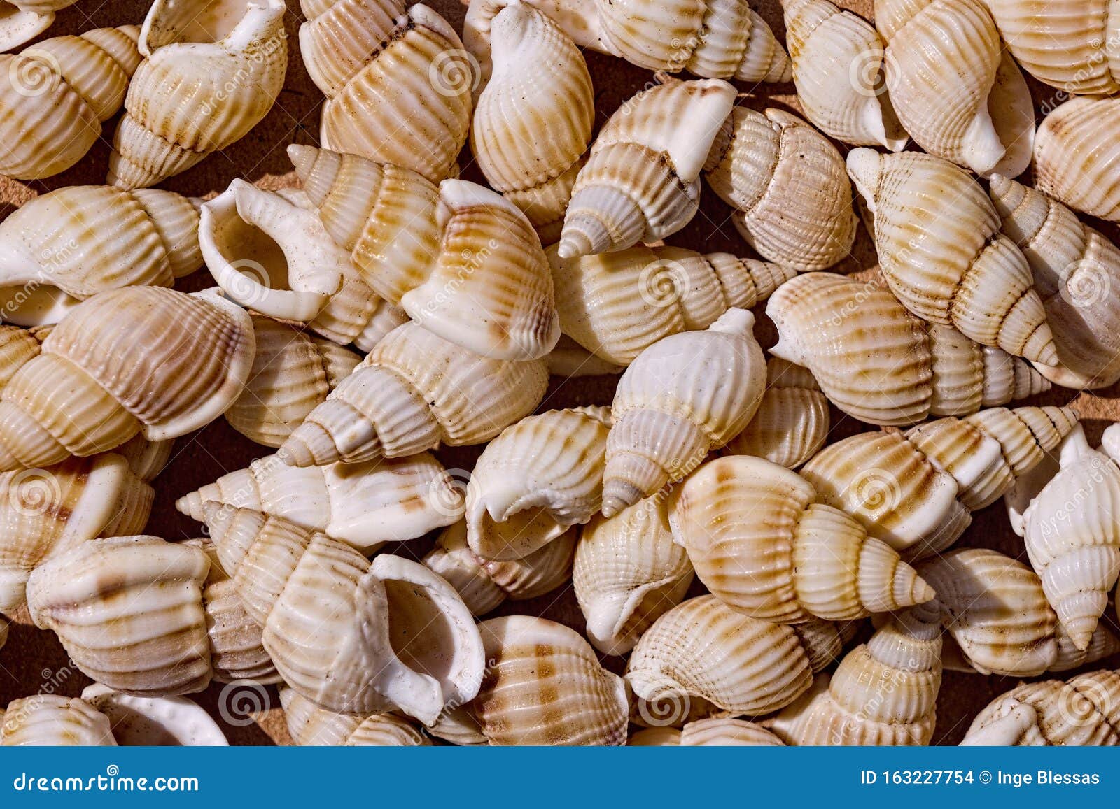 Spiral shells background stock photo. Image of mollusc - 163227754