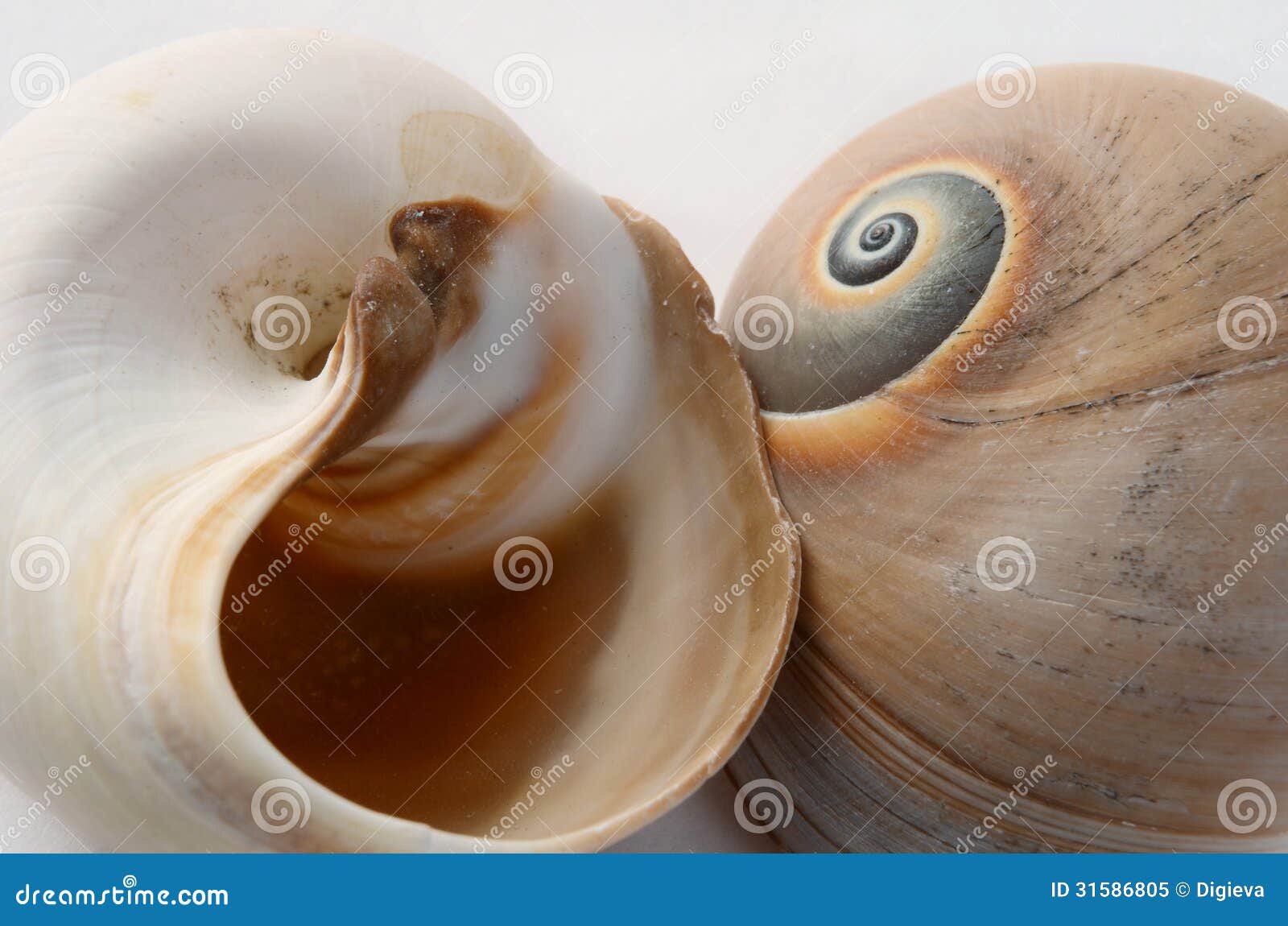 Spiral shells stock image. Image of design, macro, conch - 31586805
