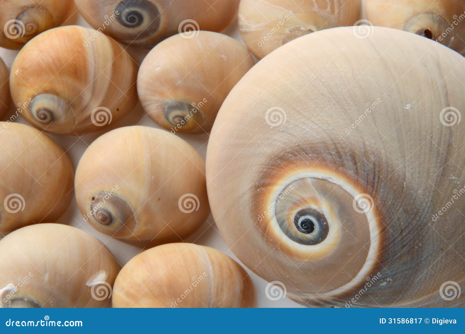 Spiral shells stock image. Image of gummy, mollusk, evolution - 31586817