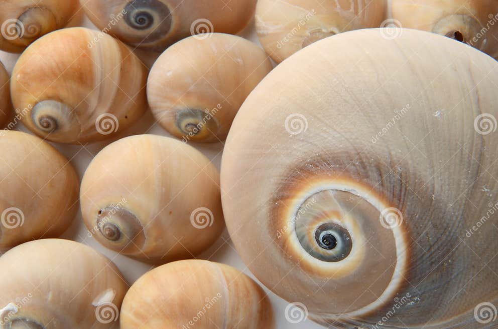 Spiral shells stock image. Image of gummy, mollusk, evolution - 31586817