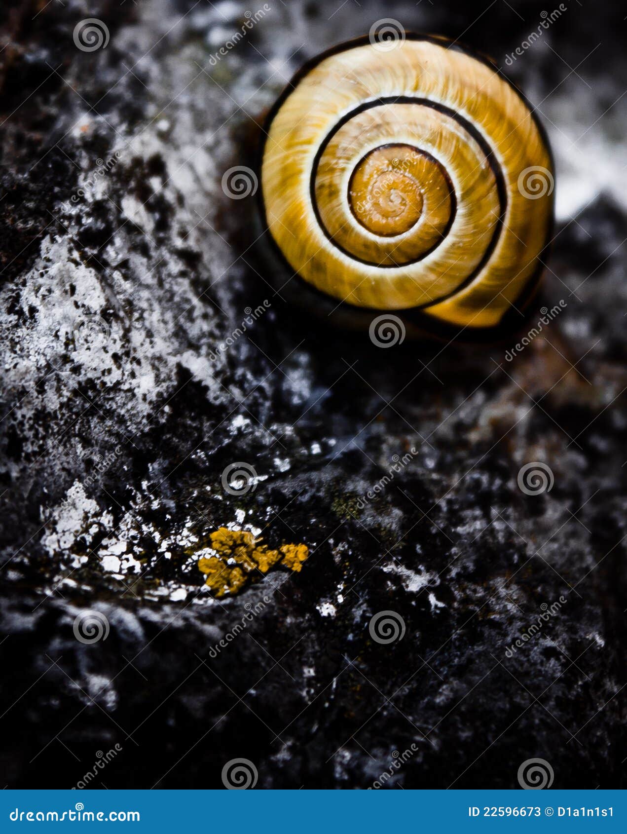 Spiral Snail stock image. Image of shell, mold, dark - 22596673