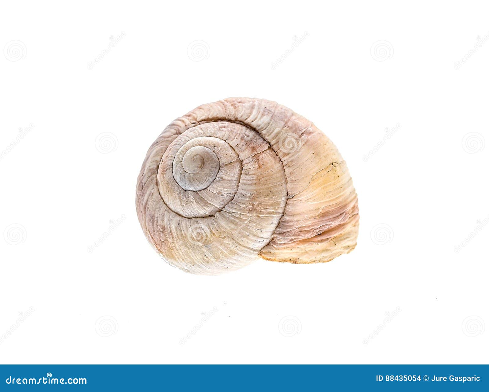 Spiral Snail House Or Shell Isolated On White Background. Royalty-Free ...