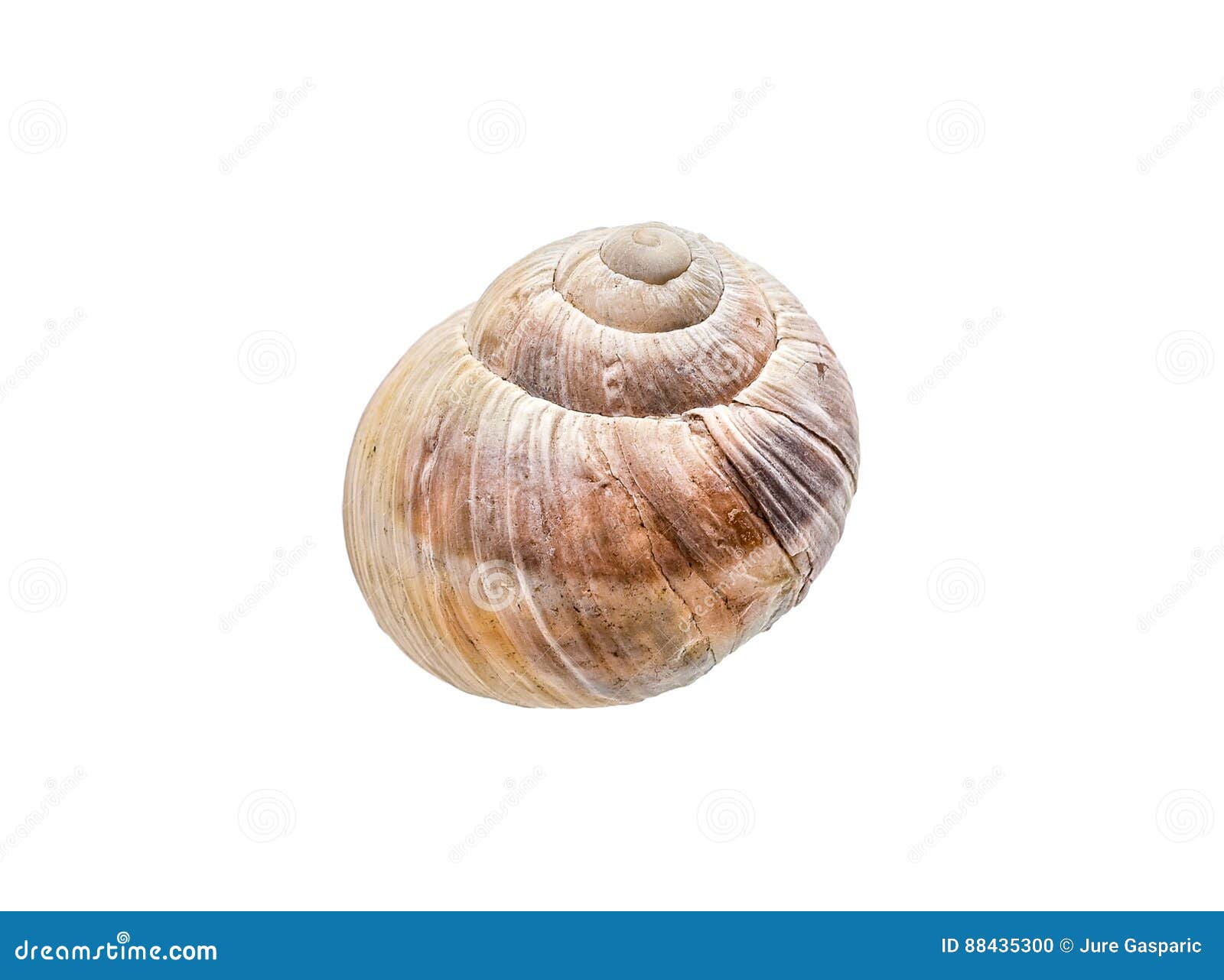 Spiral Snail House Or Shell Isolated On White Background. Royalty-Free ...