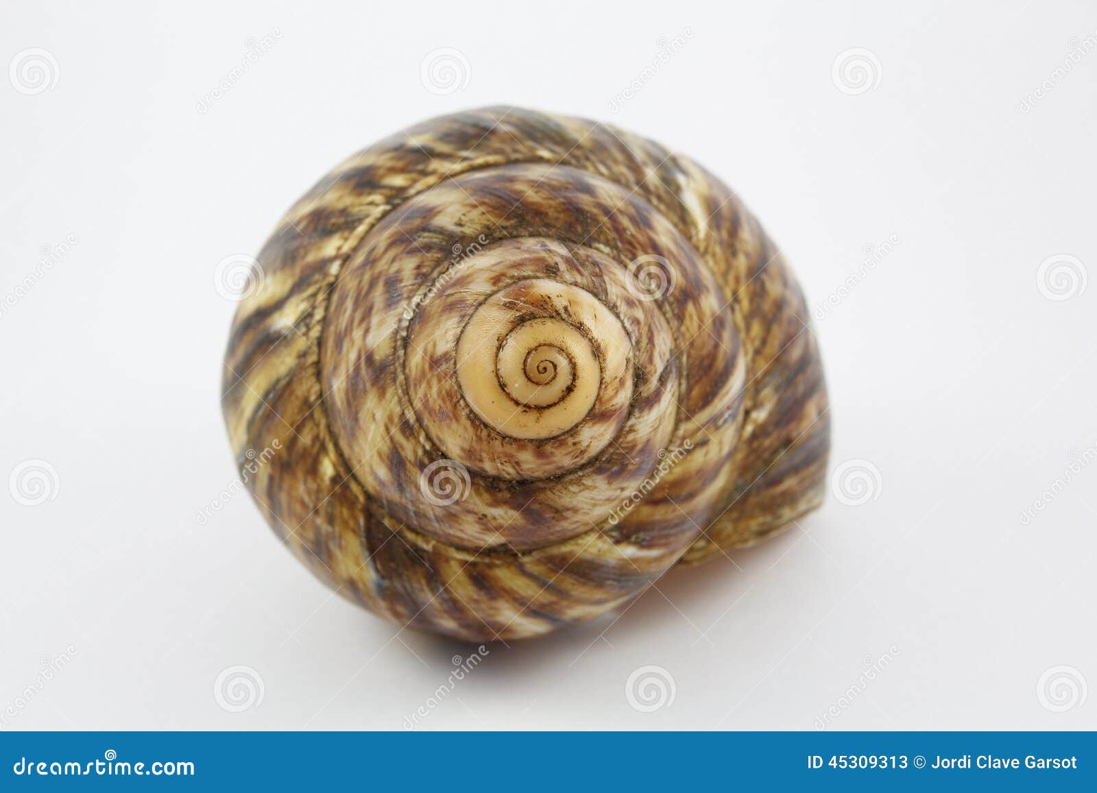 Spiral Snail House Or Shell Isolated On White Background. Royalty-Free ...