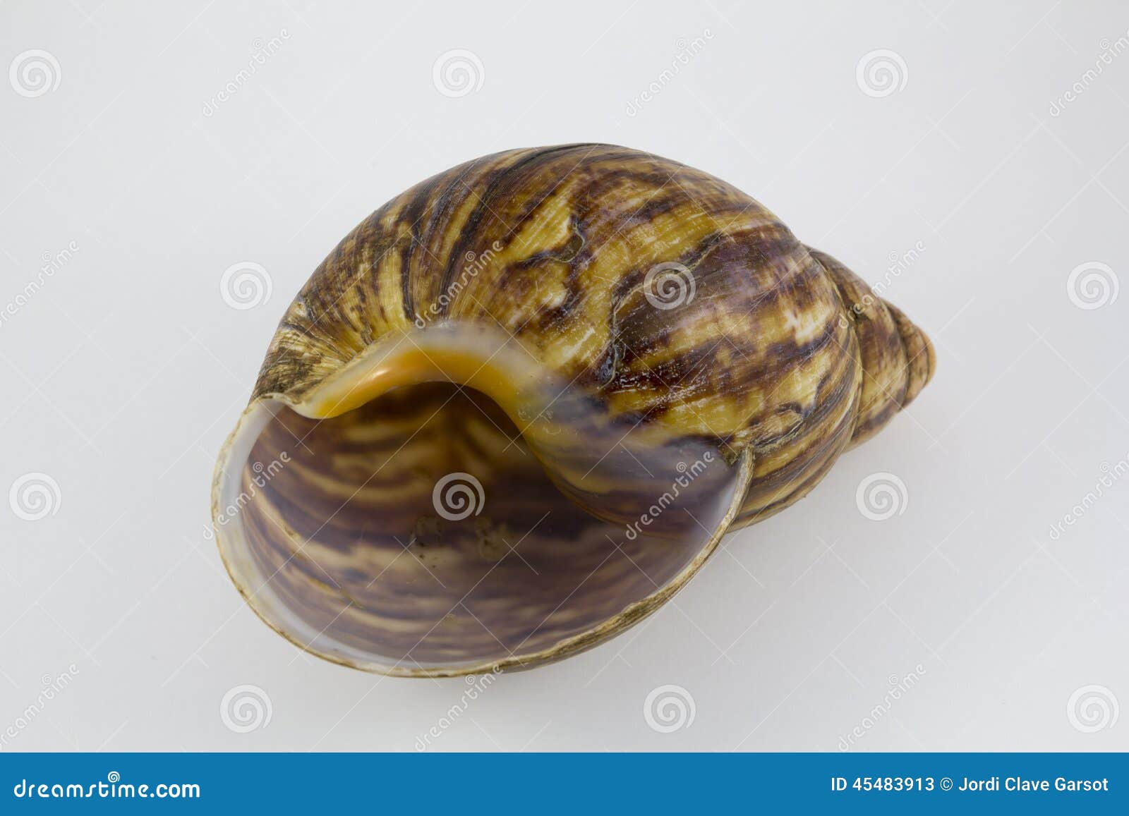 Spiral snail shell stock image. Image of fractal, focus - 45483913