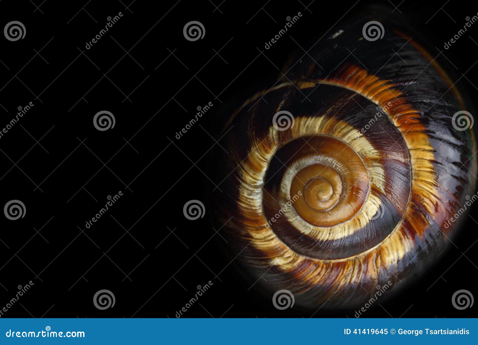 Spiral snail shell stock image. Image of delicate, natural - 41419645