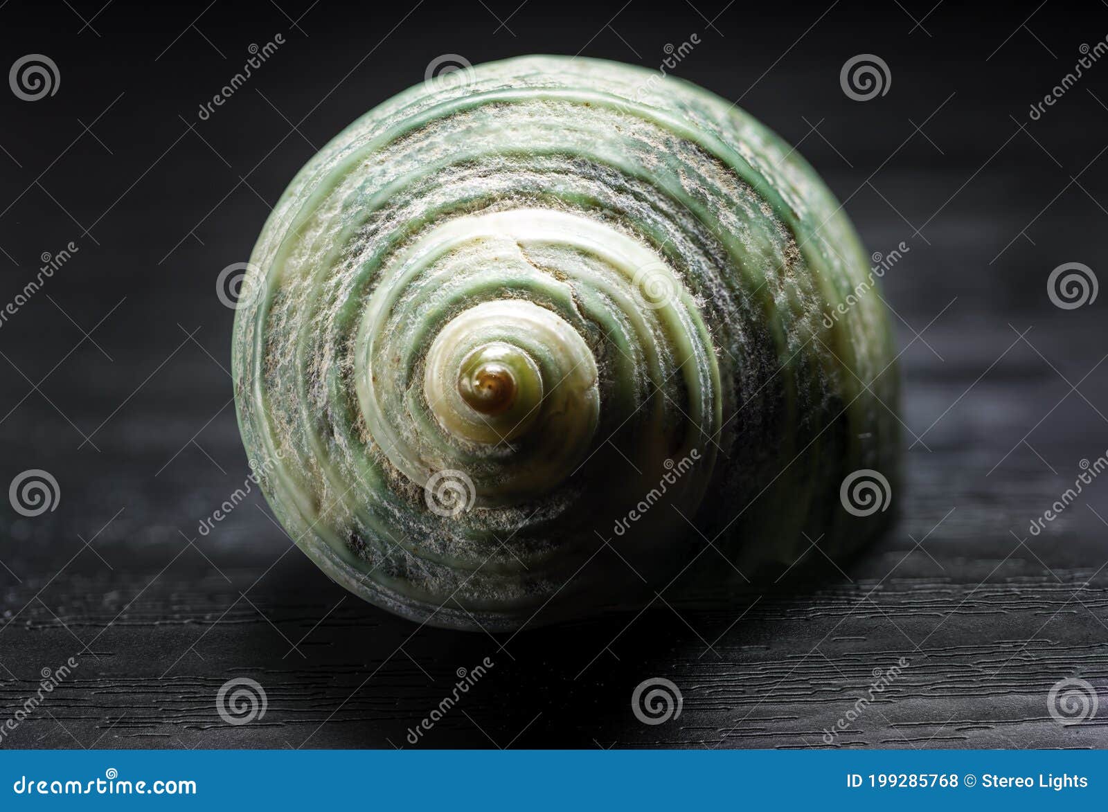 Spiral Snail Shell Isolated on Black Background. Snail Shell Texture ...