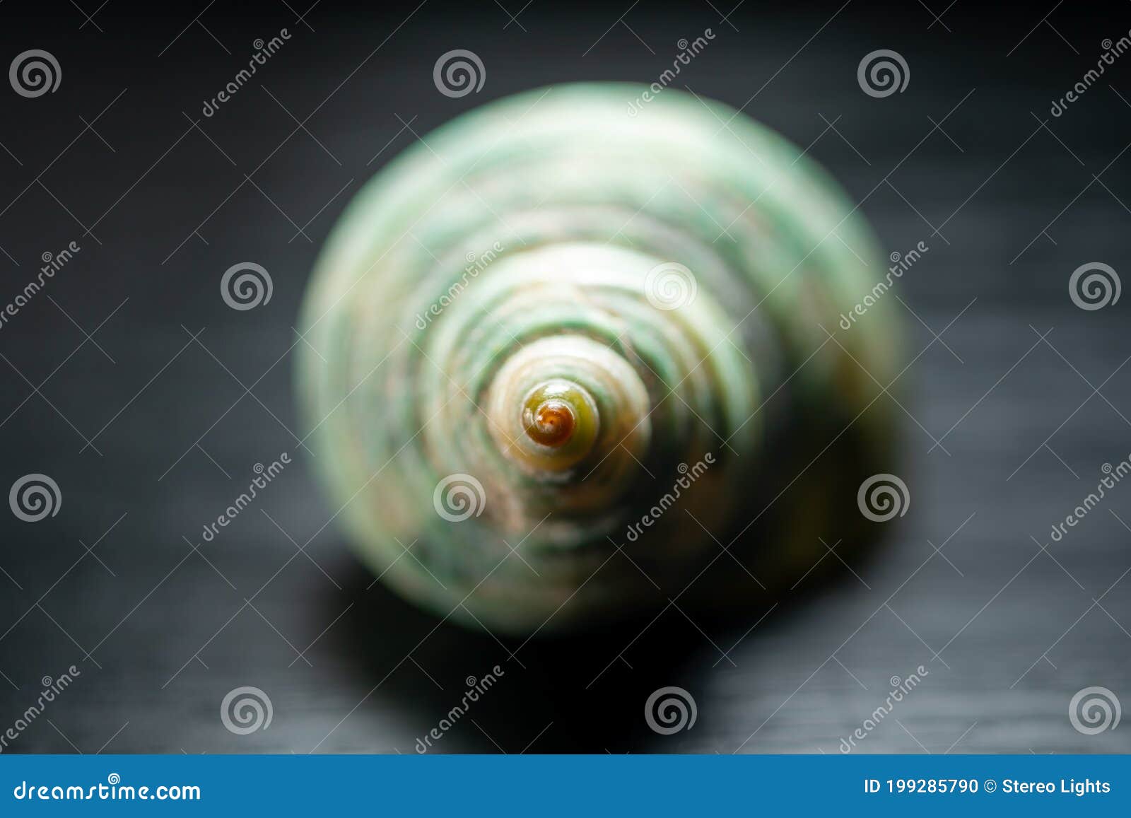 Spiral Snail Shell Isolated on Black Background. Snail Shell Texture ...