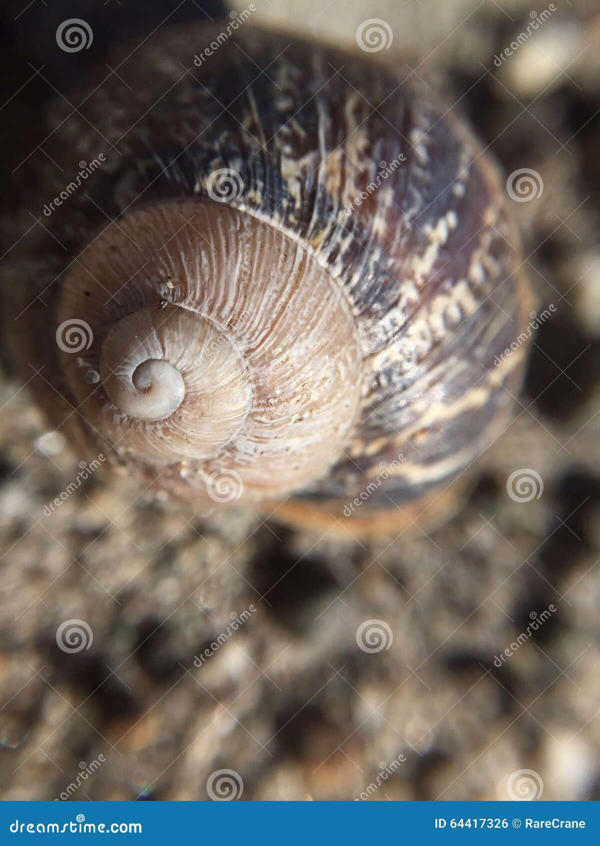 Spiral stock photo. Image of shell, nature, snail, outdoors - 64417326
