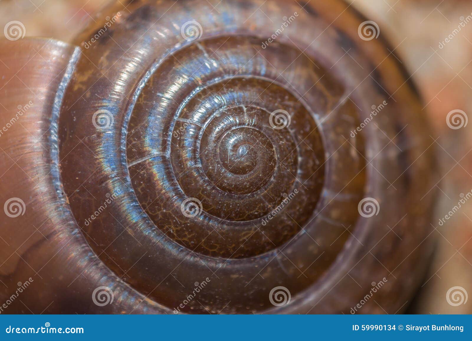 Spiral Snail Shell Macro Background, Shallow Depth of Field Stock Photo ...