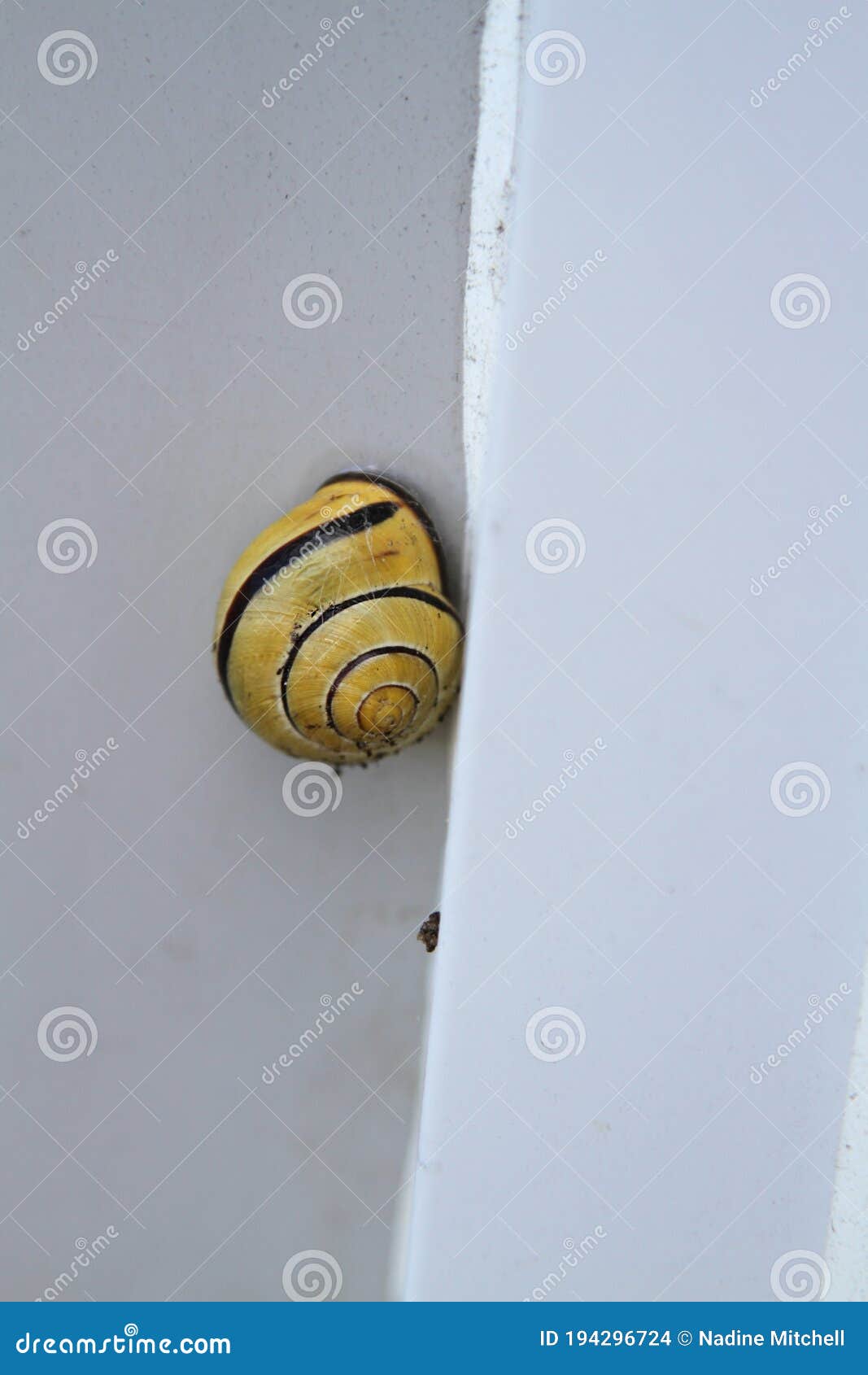 Spiral snail on a wall stock photo. Image of healthy - 194296724